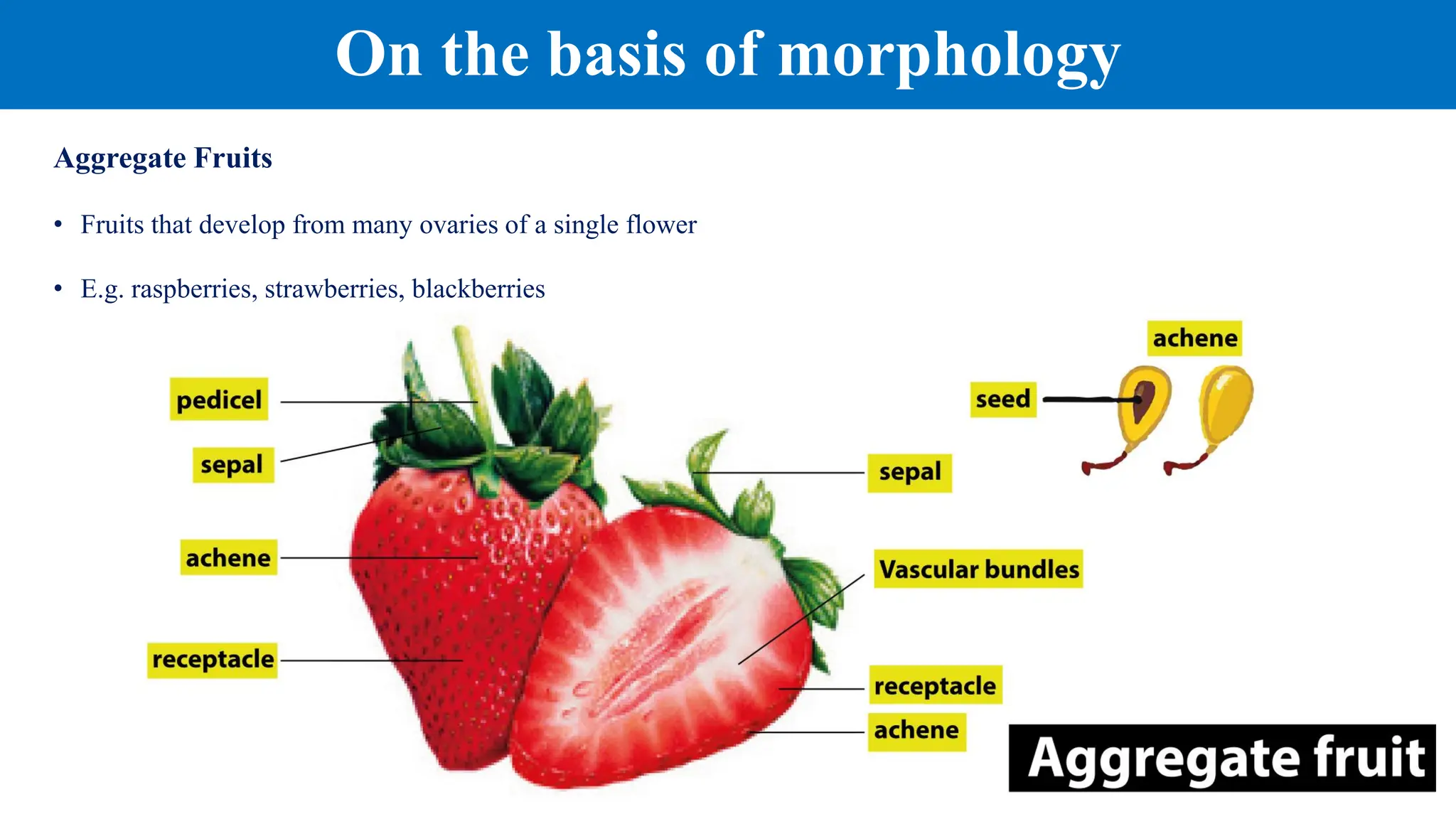 Classification of tropical, Subtropical and Temperate Fruits.pdf