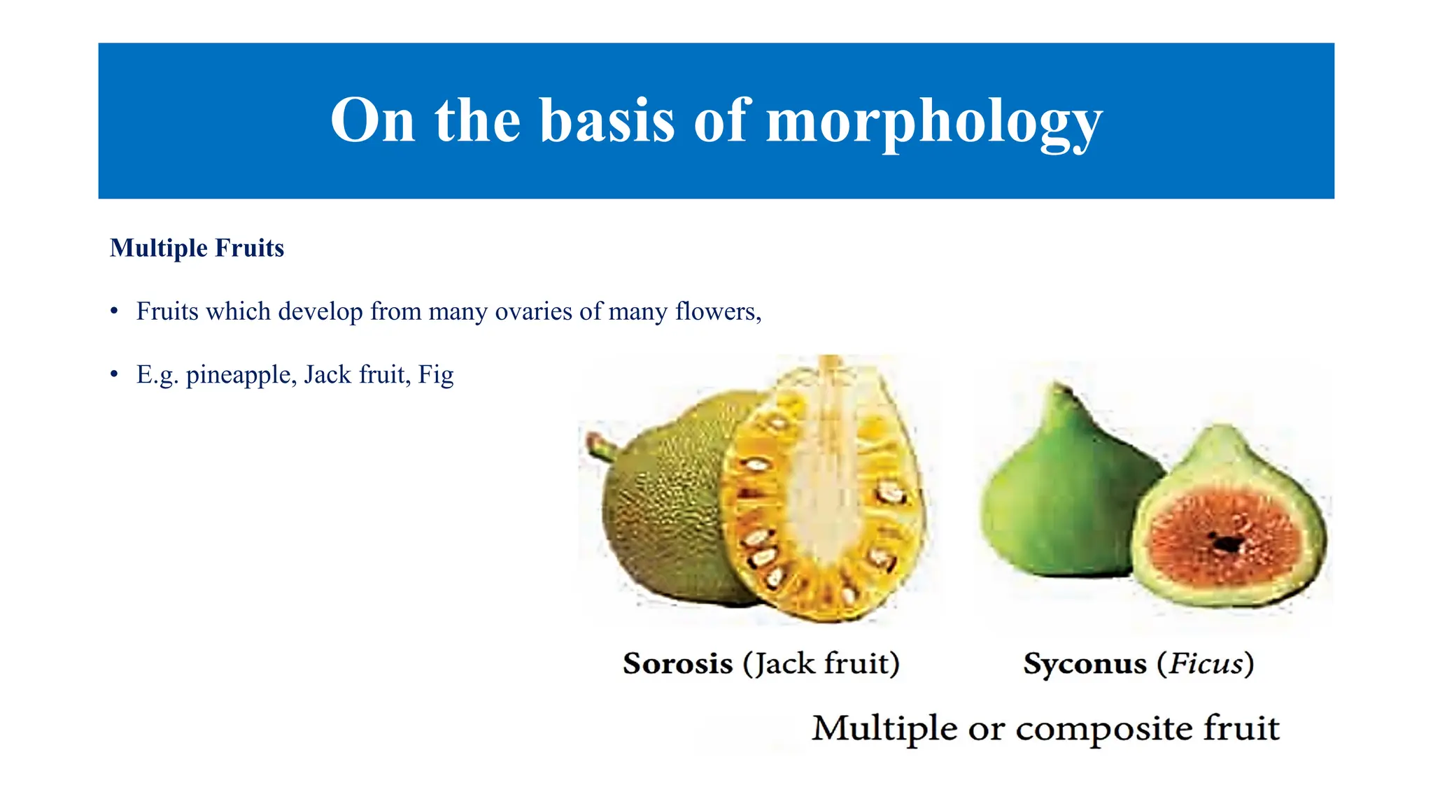 Classification of tropical, Subtropical and Temperate Fruits.pdf