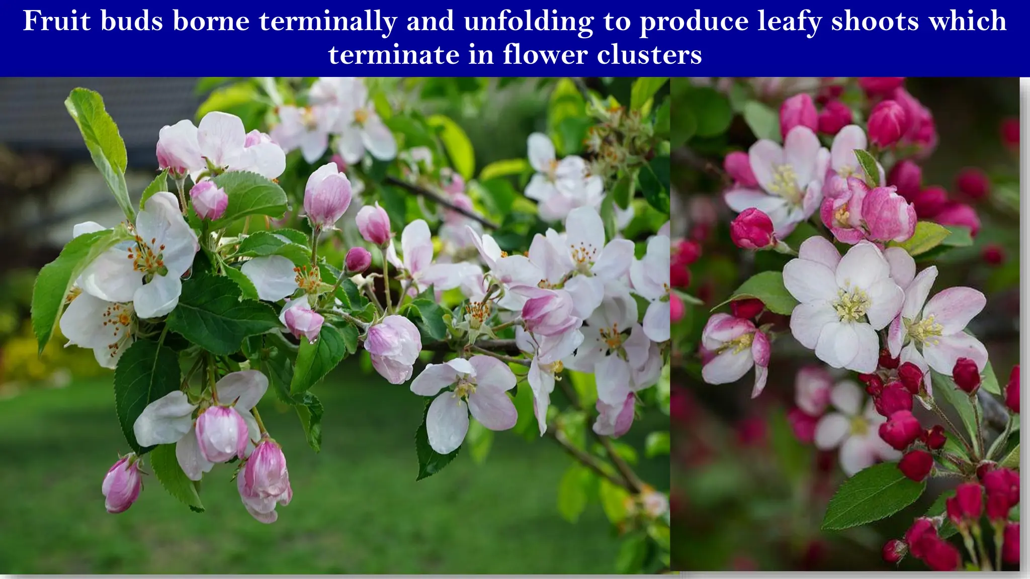 Classification of tropical, Subtropical and Temperate Fruits.pdf