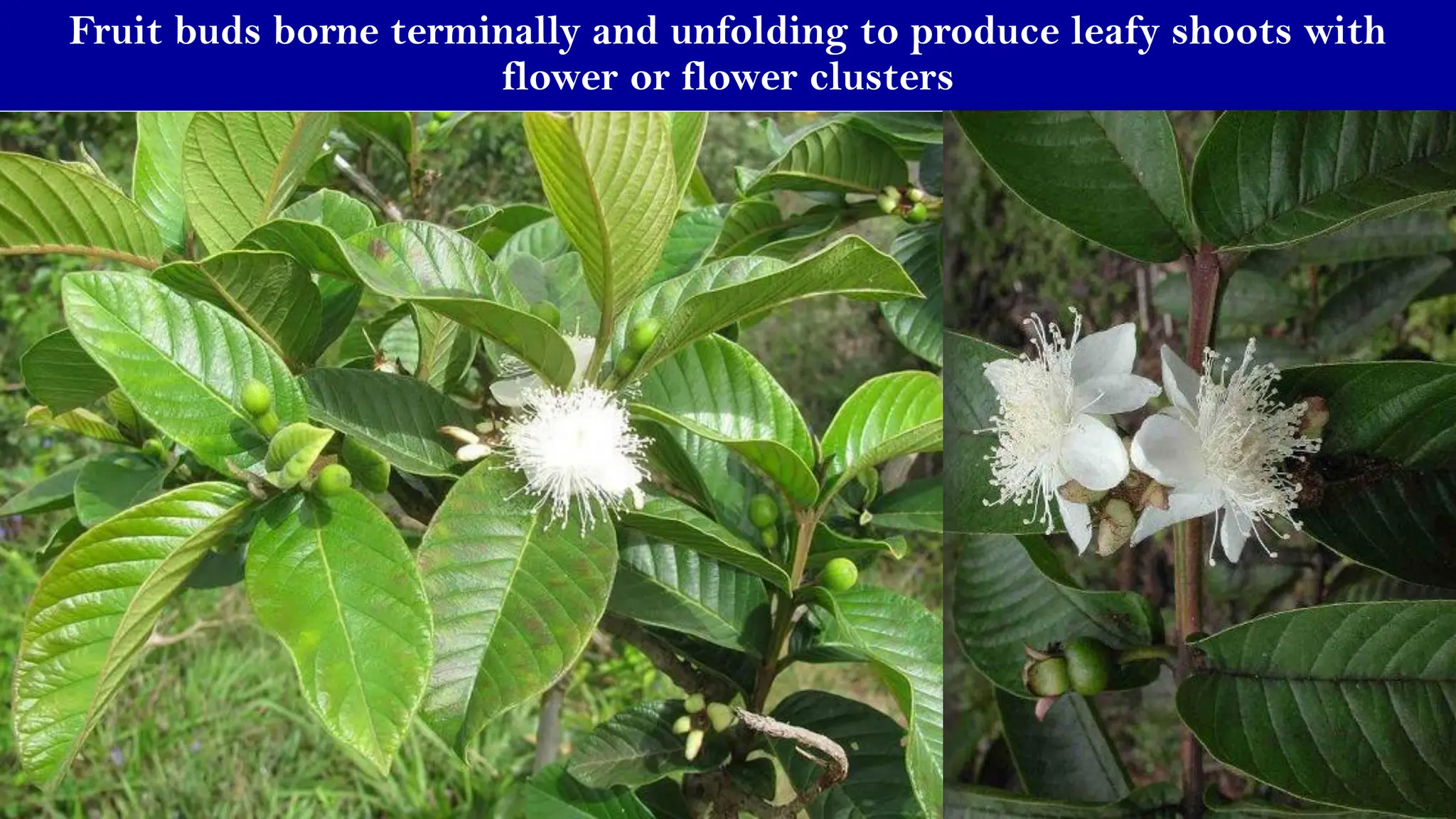 Classification of tropical, Subtropical and Temperate Fruits.pdf