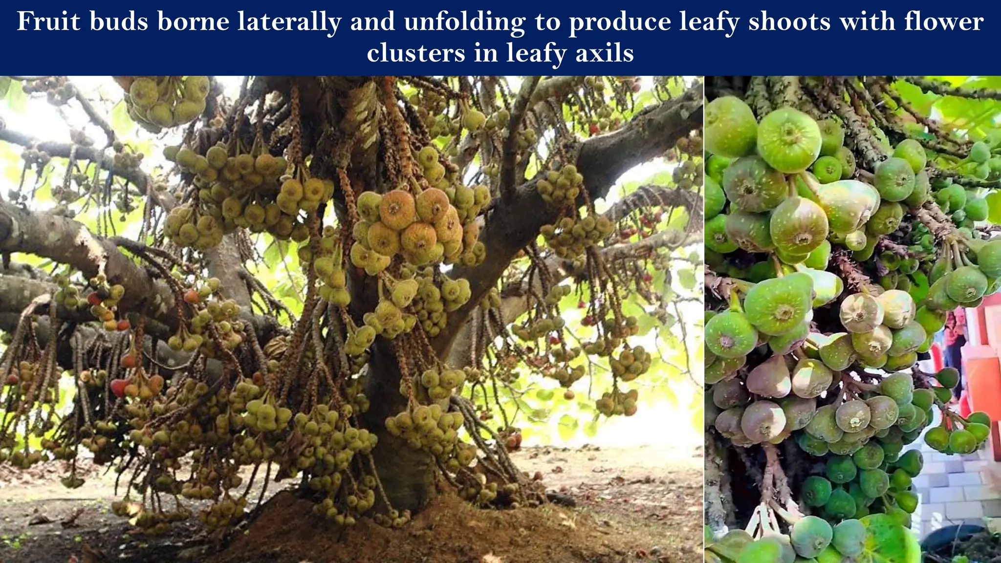 Classification of tropical, Subtropical and Temperate Fruits.pdf