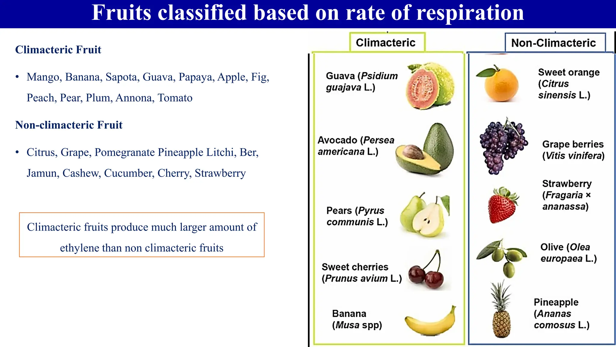 Classification of tropical, Subtropical and Temperate Fruits.pdf
