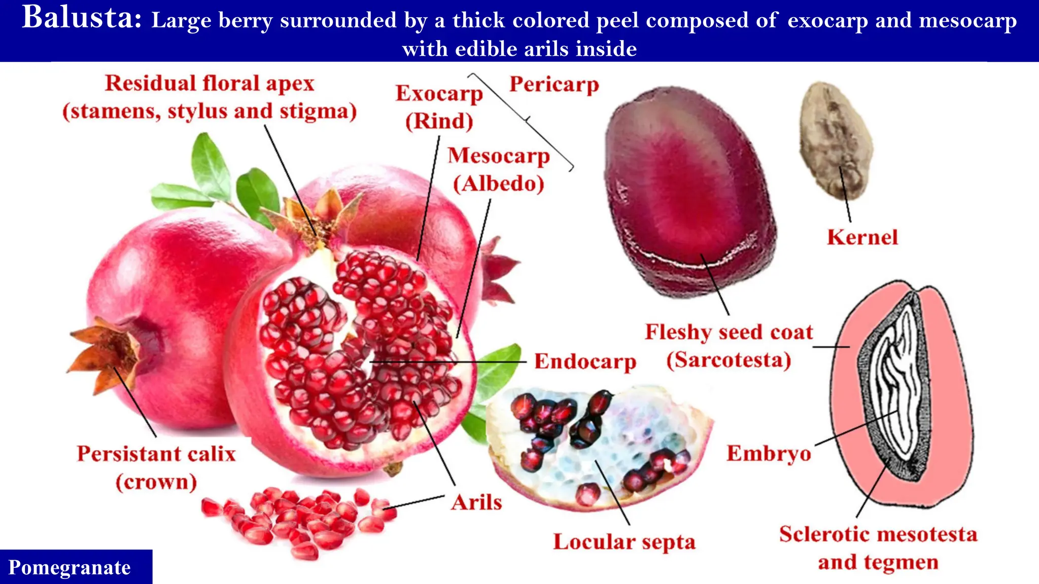Classification of tropical, Subtropical and Temperate Fruits.pdf
