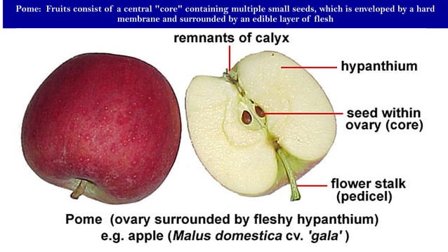 Classification of tropical, Subtropical and Temperate Fruits.pdf