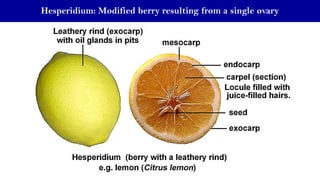 Classification of tropical, Subtropical and Temperate Fruits.pdf