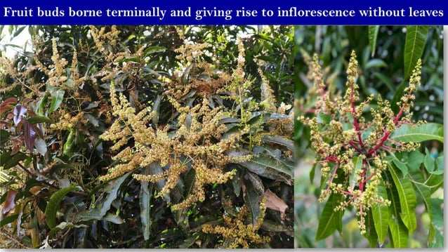 Classification of tropical, Subtropical and Temperate Fruits.pdf
