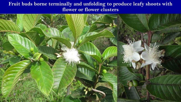 Classification of tropical, Subtropical and Temperate Fruits.pdf