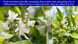 Classification of tropical, Subtropical and Temperate Fruits.pdf