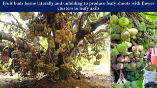 Classification of tropical, Subtropical and Temperate Fruits.pdf