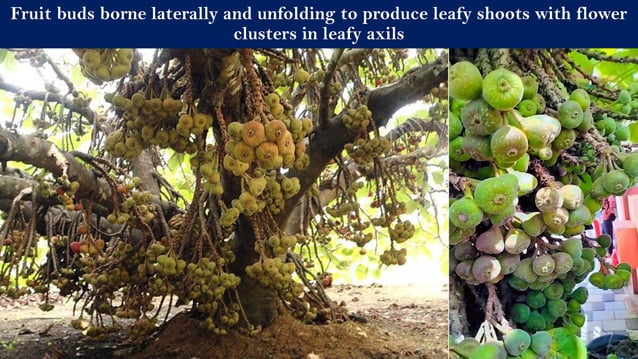 Classification of tropical, Subtropical and Temperate Fruits.pdf
