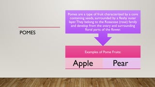 Classification of Fruits in Horticulture planting.pptx