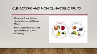 Classification of Fruits in Horticulture planting.pptx