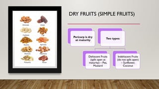 Classification of Fruits in Horticulture planting.pptx