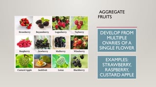 Classification of Fruits in Horticulture planting.pptx