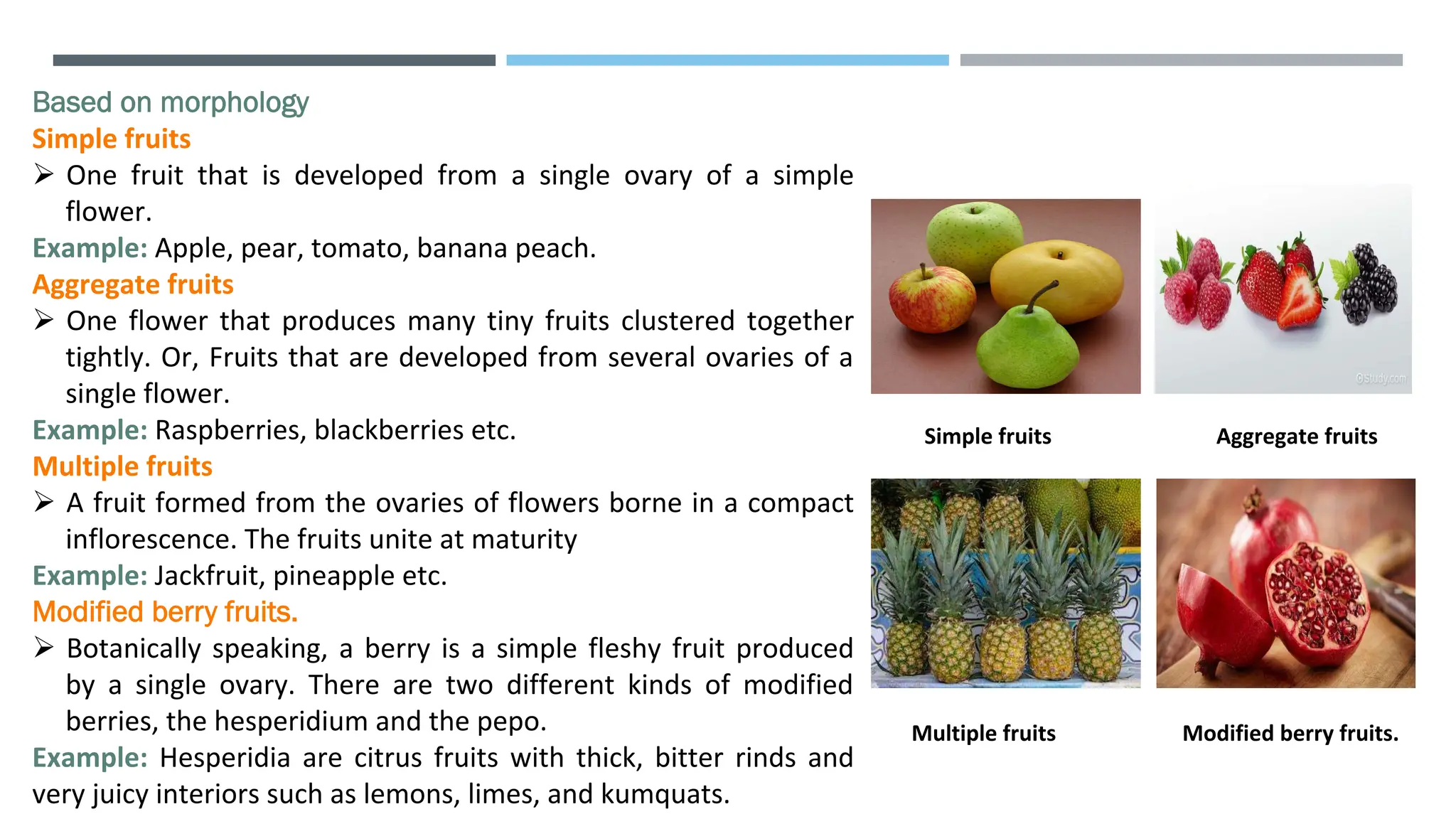 Classification of Fruits and Vegetables....pdf