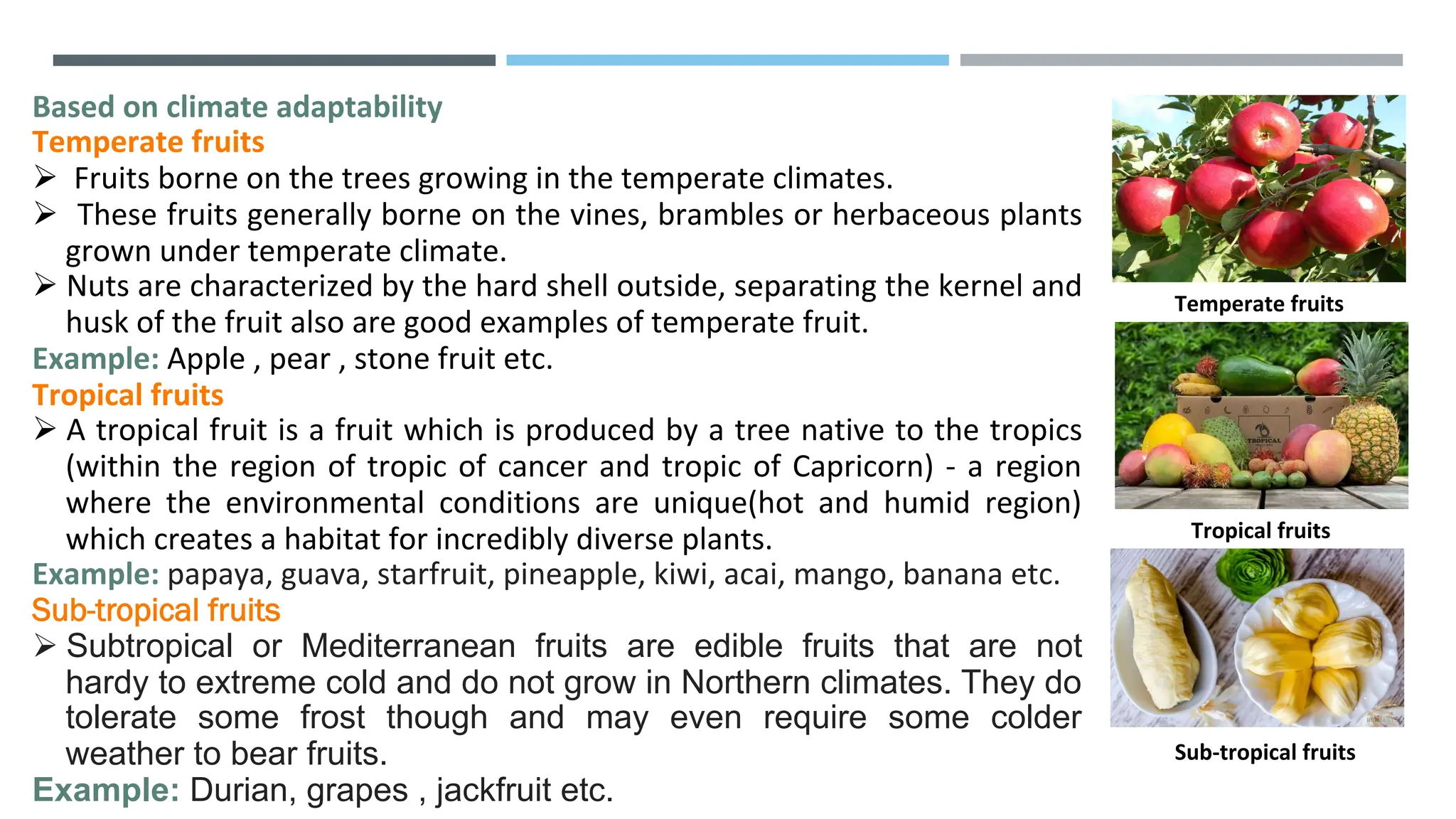 Classification of Fruits and Vegetables....pdf