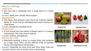 Classification of Fruits and Vegetables....pdf