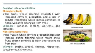 Classification of Fruits and Vegetables....pdf