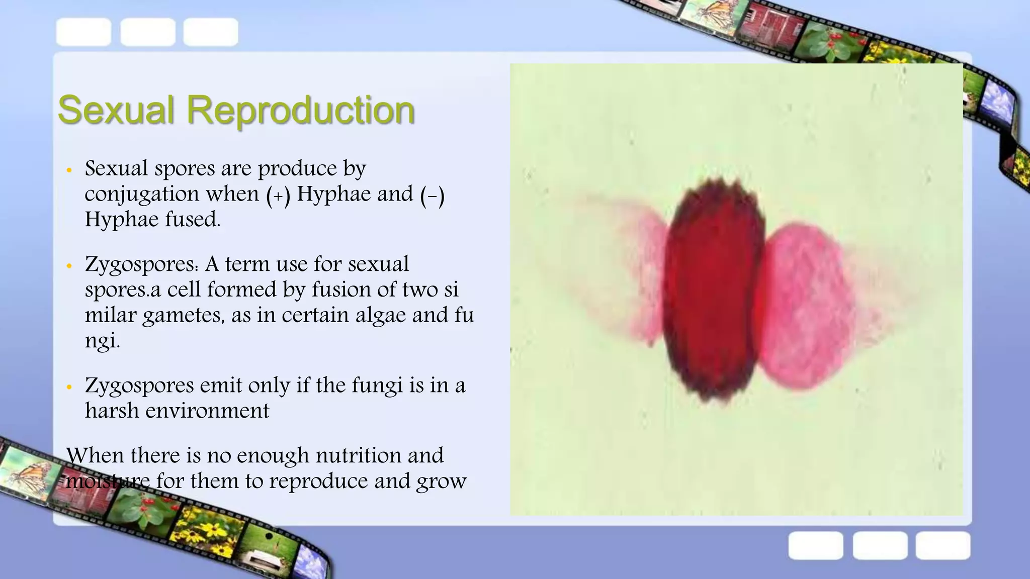 Classification of fungi | PPTX