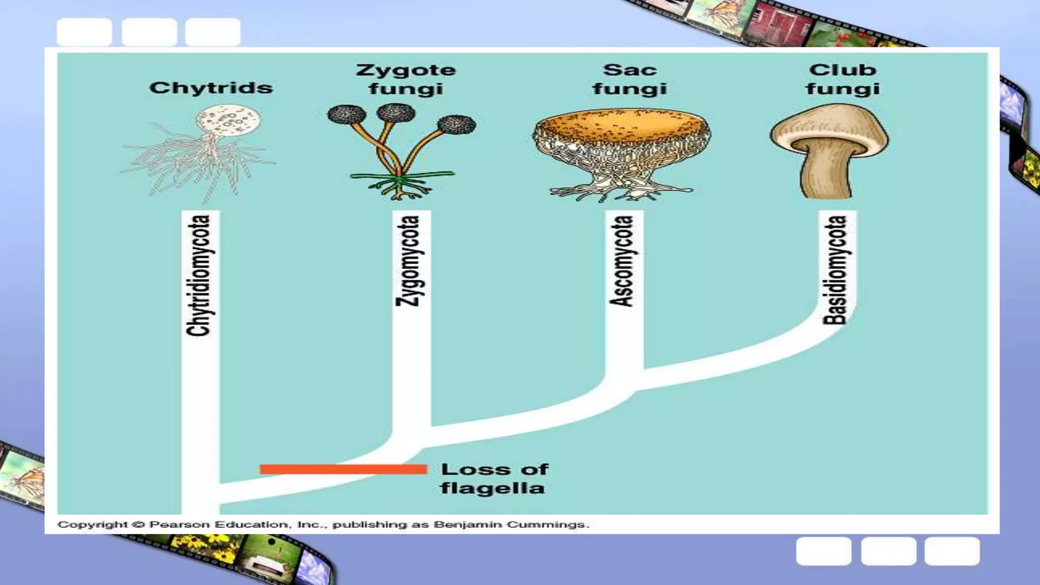 Classification of fungi | PPTX