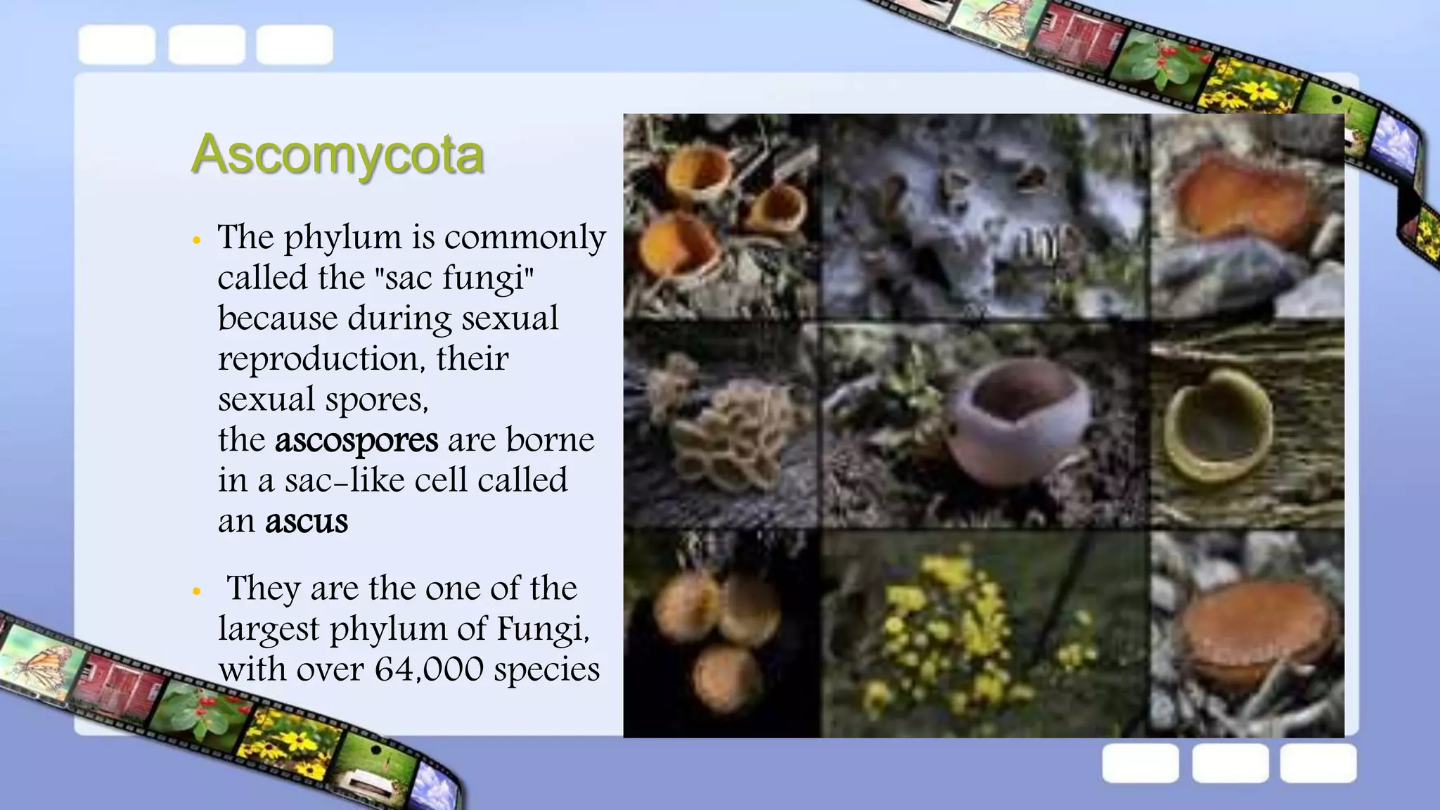 Classification of fungi | PPTX