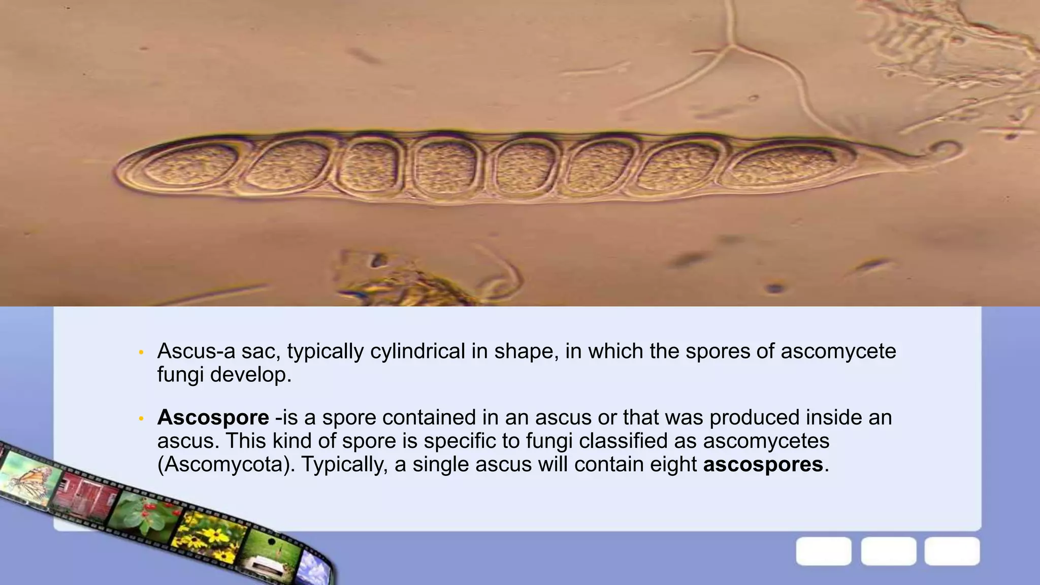 Classification of fungi | PPTX