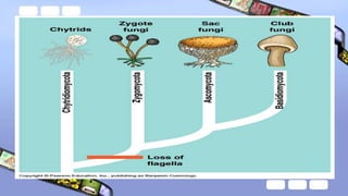 Classification of fungi | PPTX