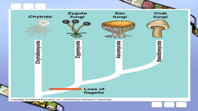 Classification of fungi | PPTX | Gardening | Home & Garden