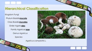 Classification of fungi | PPTX