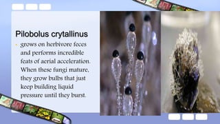 Classification of fungi | PPTX