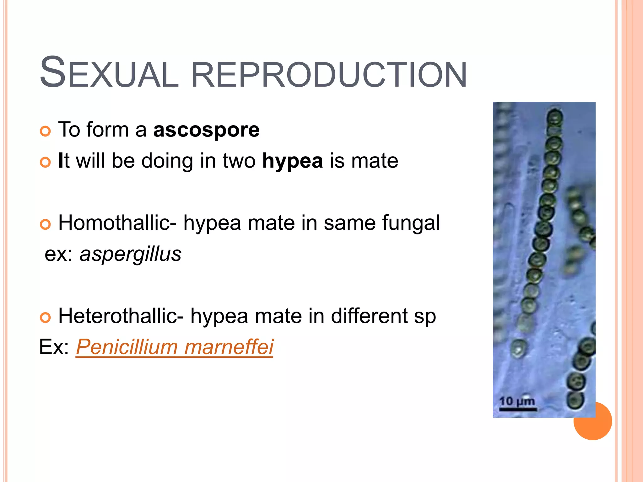 Classification of fungi | PPTX