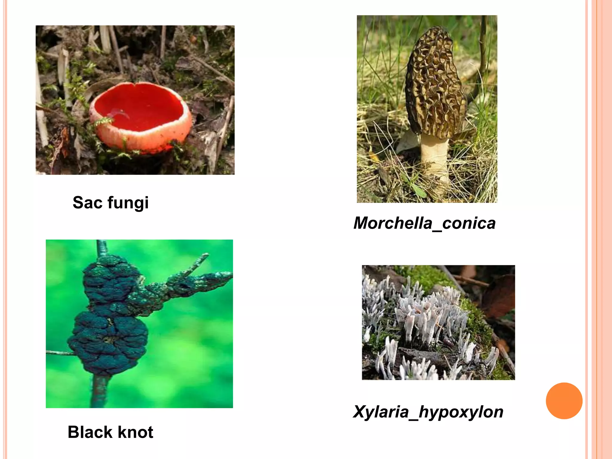Classification of fungi | PPTX