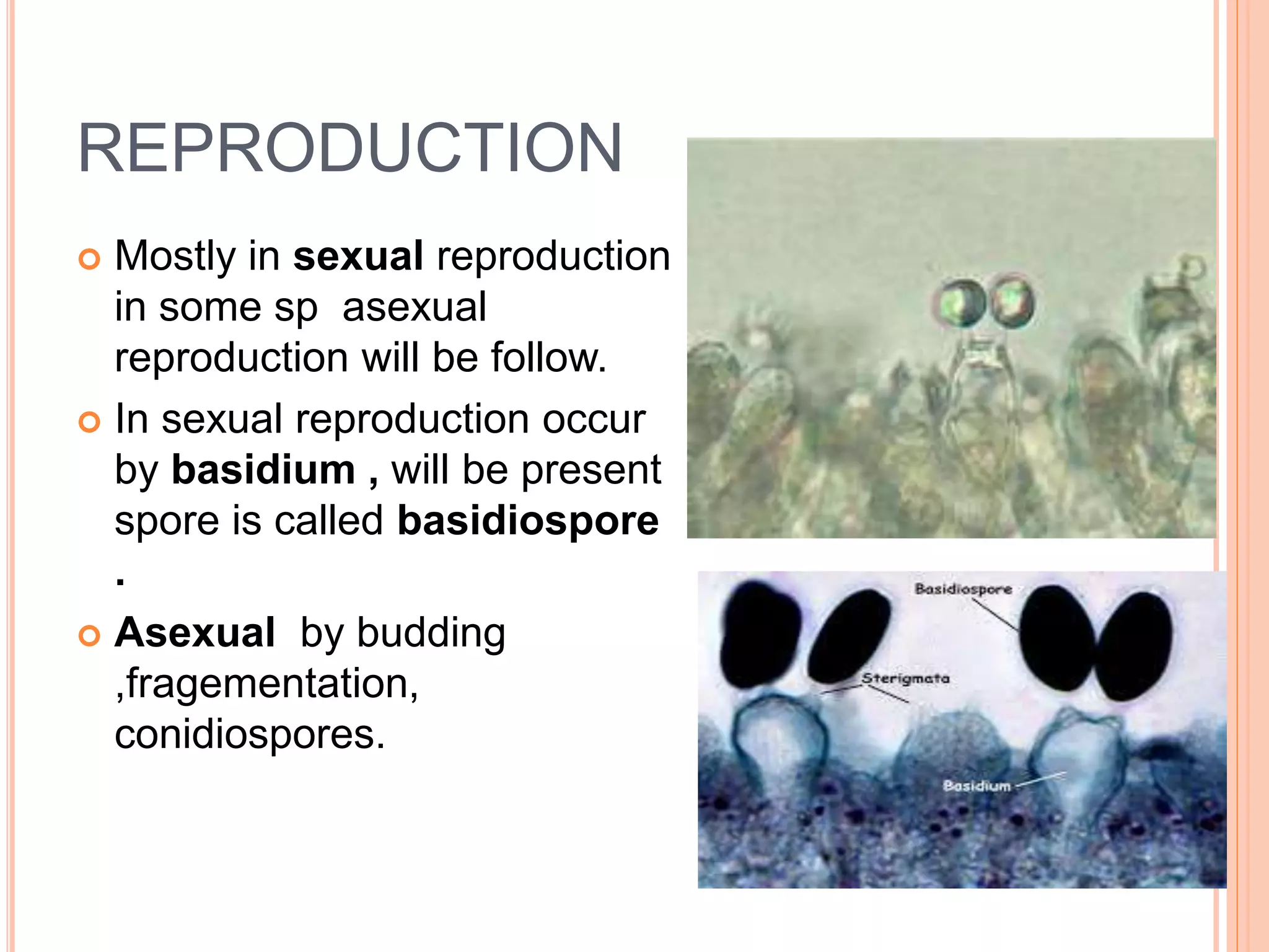 Classification of fungi | PPTX