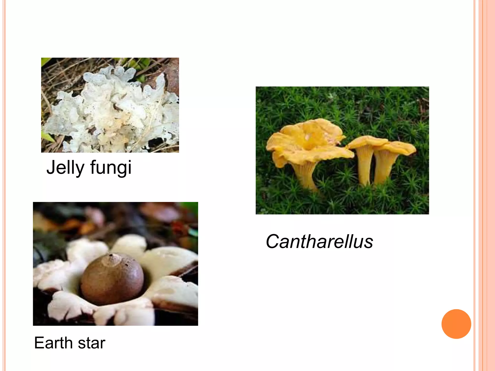 Classification of fungi | PPTX