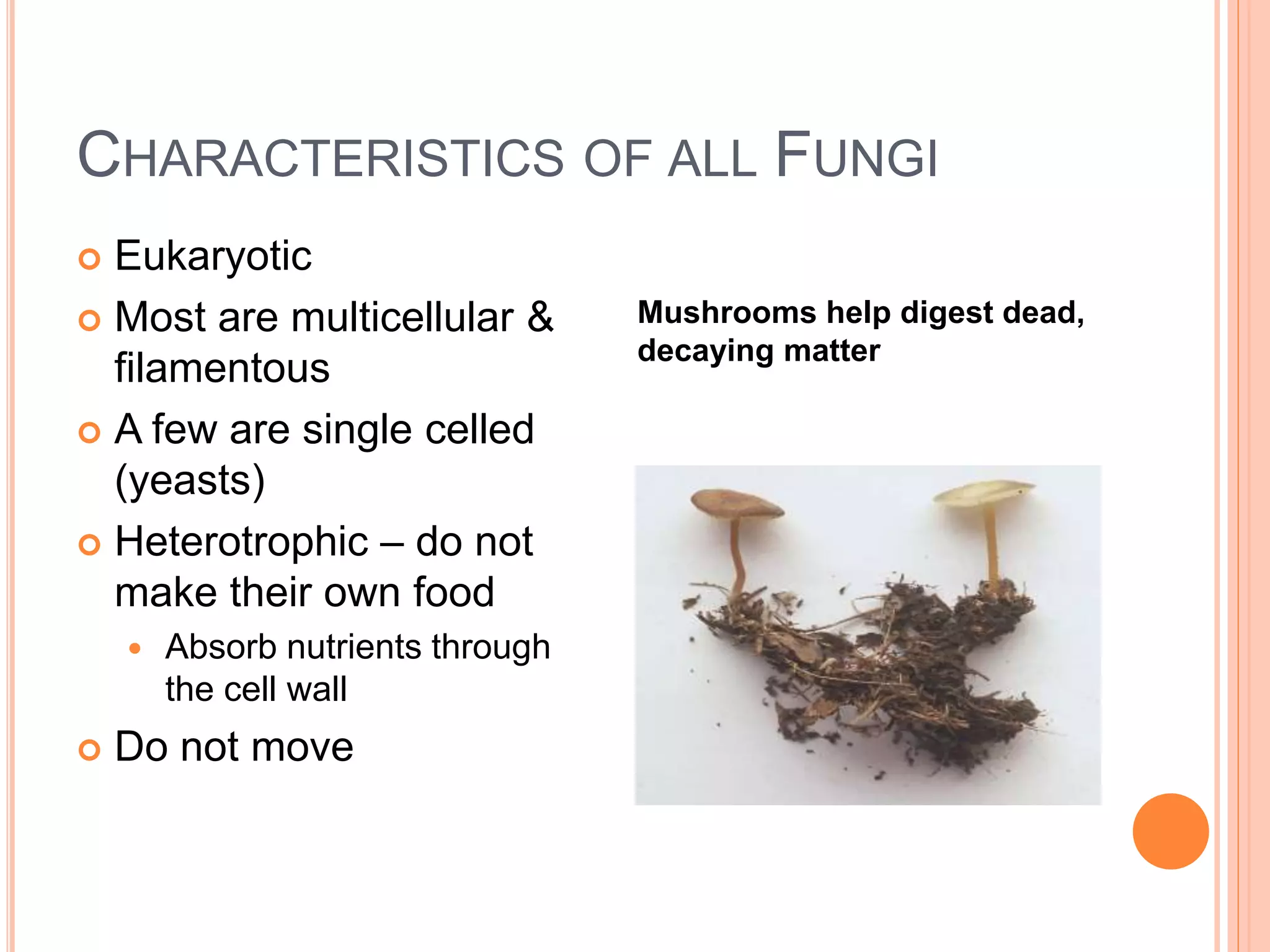 Classification of fungi | PPTX