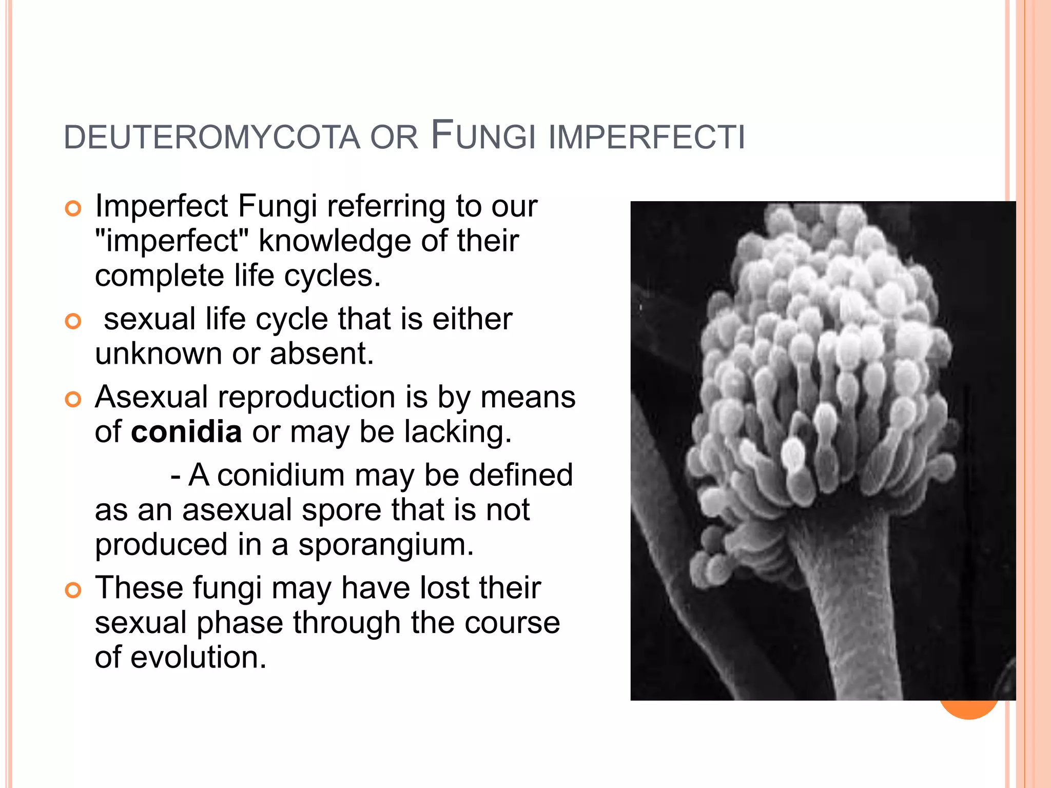 Classification of fungi | PPTX