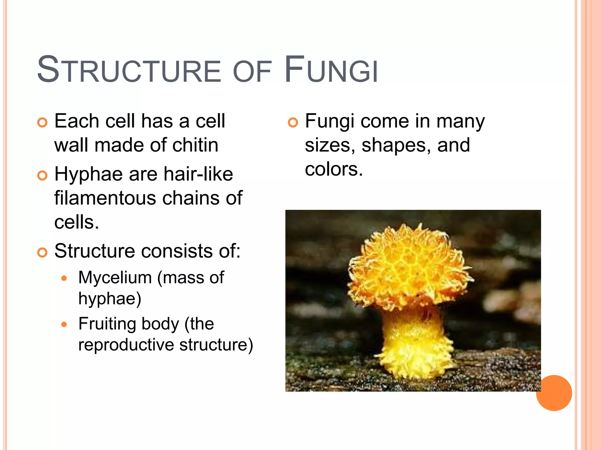 Classification of fungi | PPTX