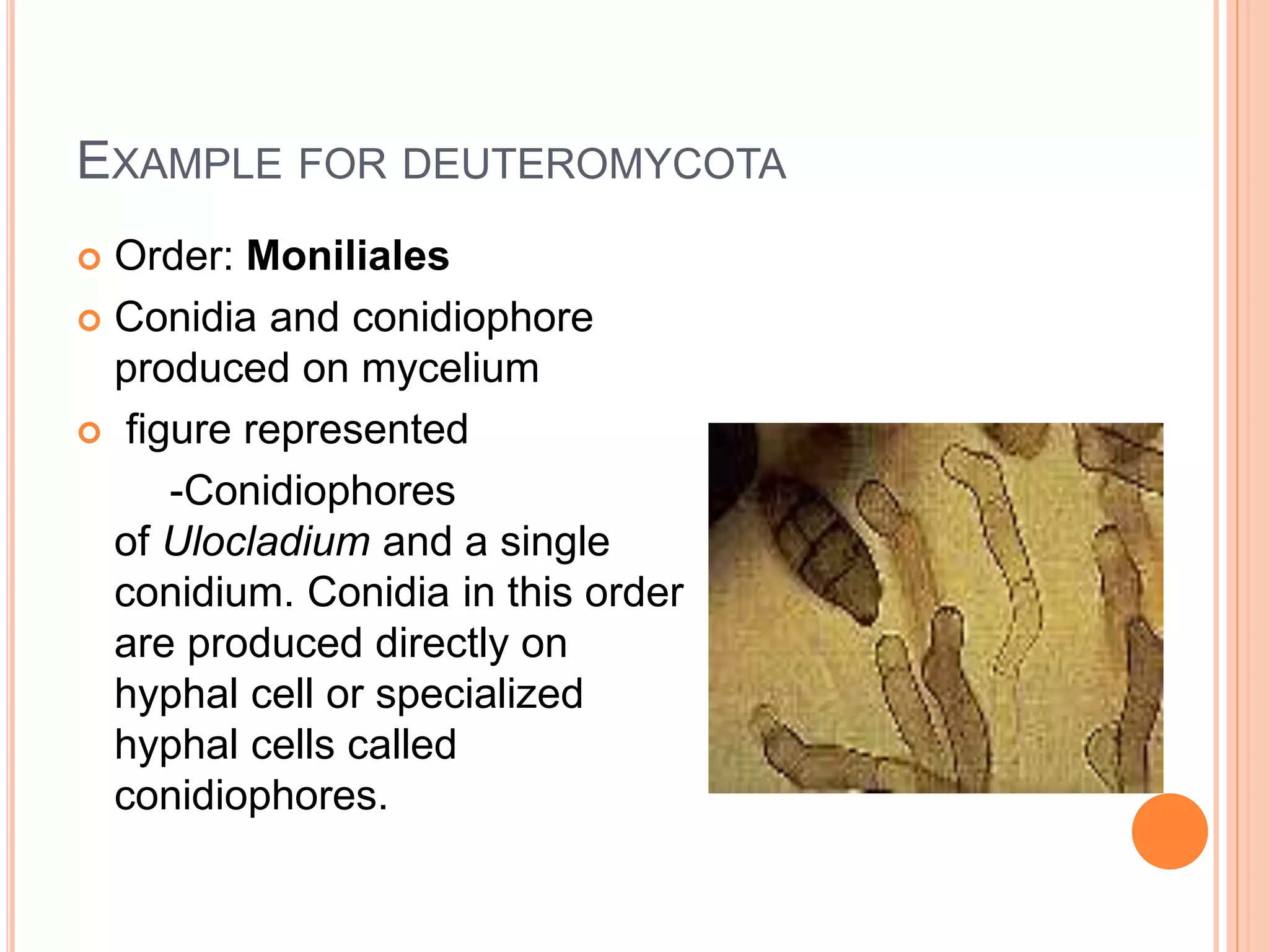 Classification of fungi | PPTX