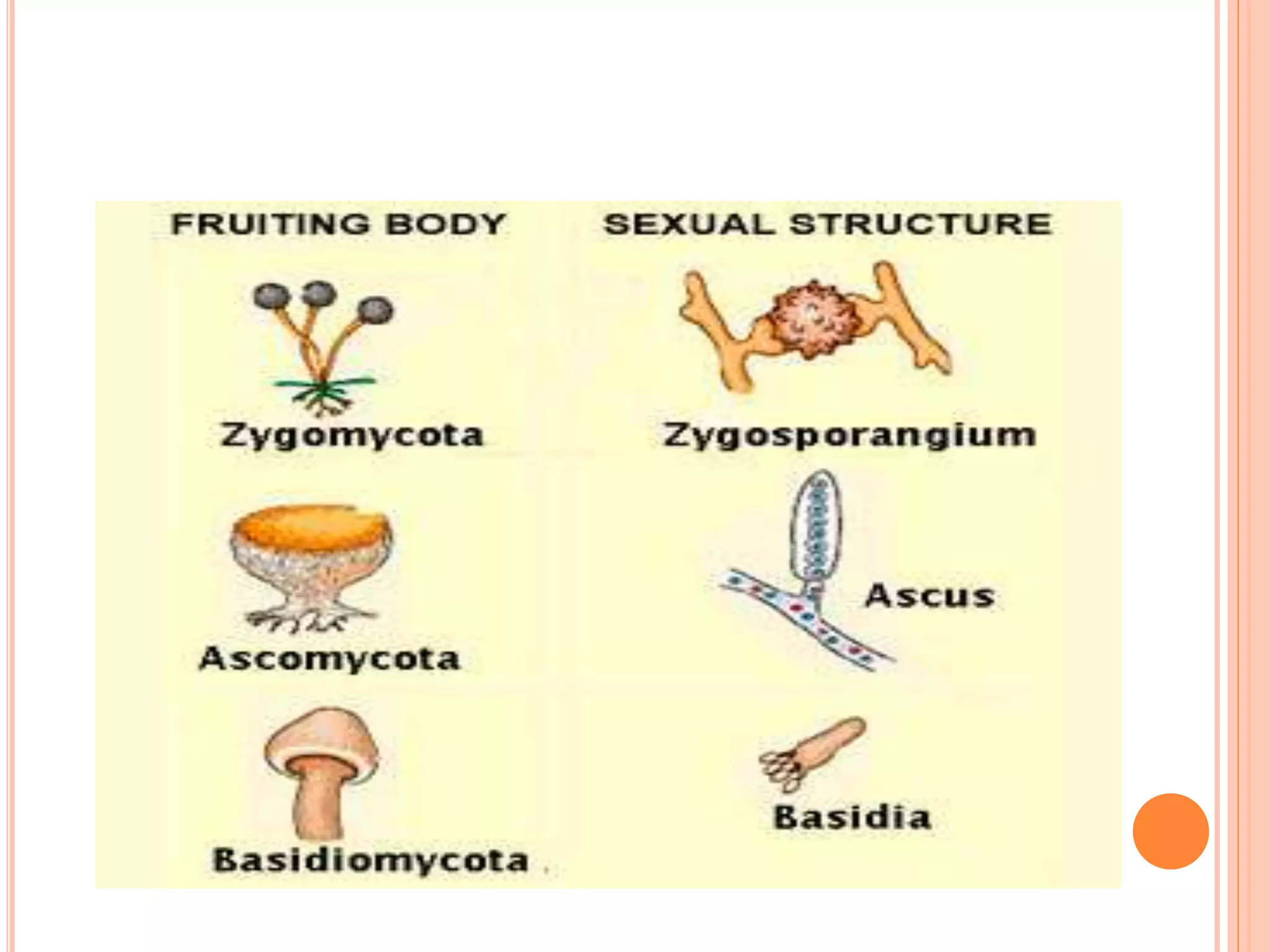 Classification of fungi | PPTX
