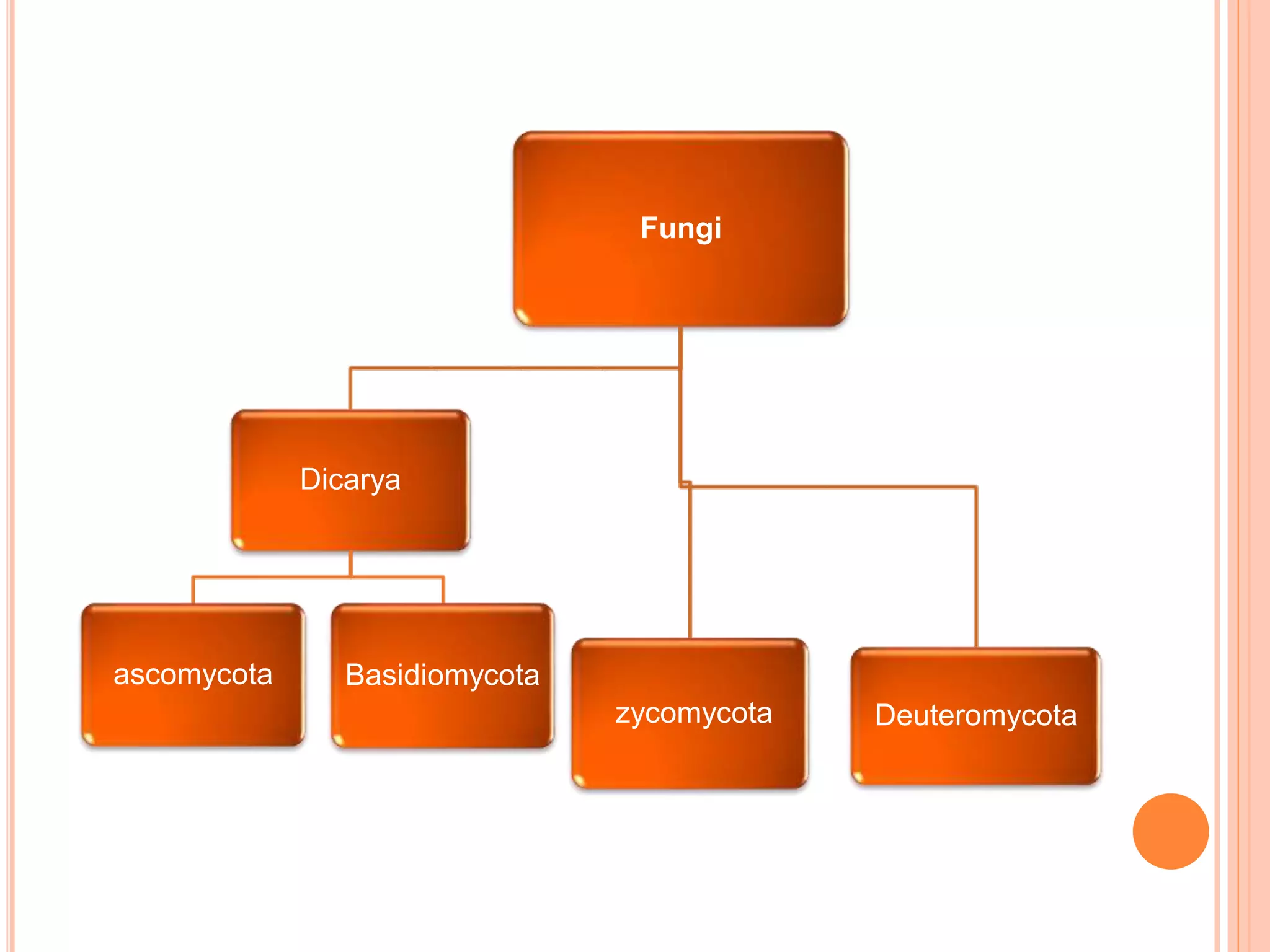 Classification of fungi | PPTX