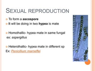 Classification of fungi | PPTX