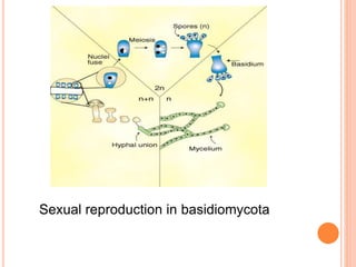 Classification of fungi | PPTX