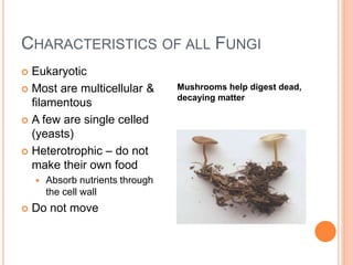Classification of fungi | PPTX