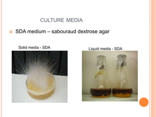Classification of fungi | PPTX