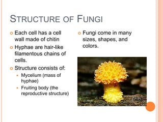 Classification of fungi | PPTX
