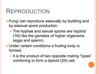 Classification of fungi | PPTX