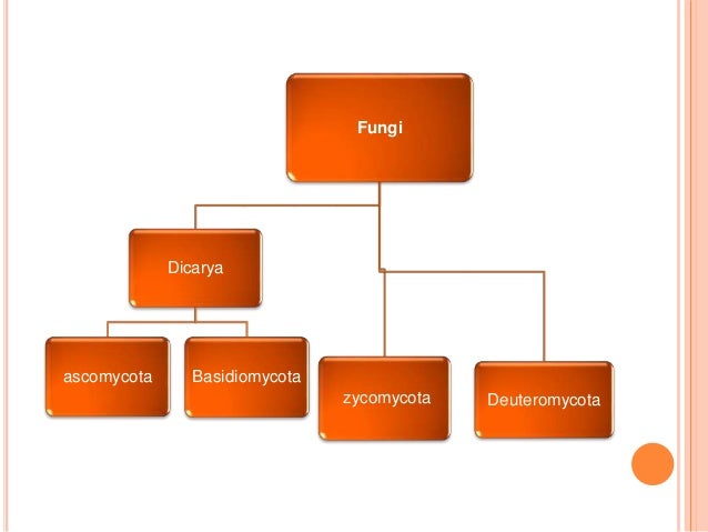 Classification of fungi