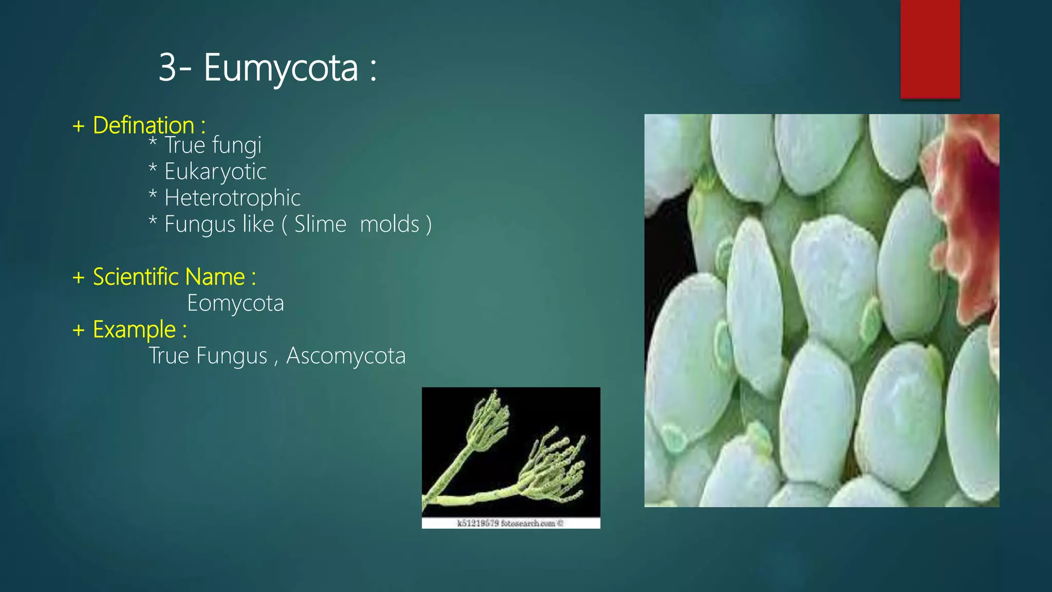 Classification of fungi | PPT