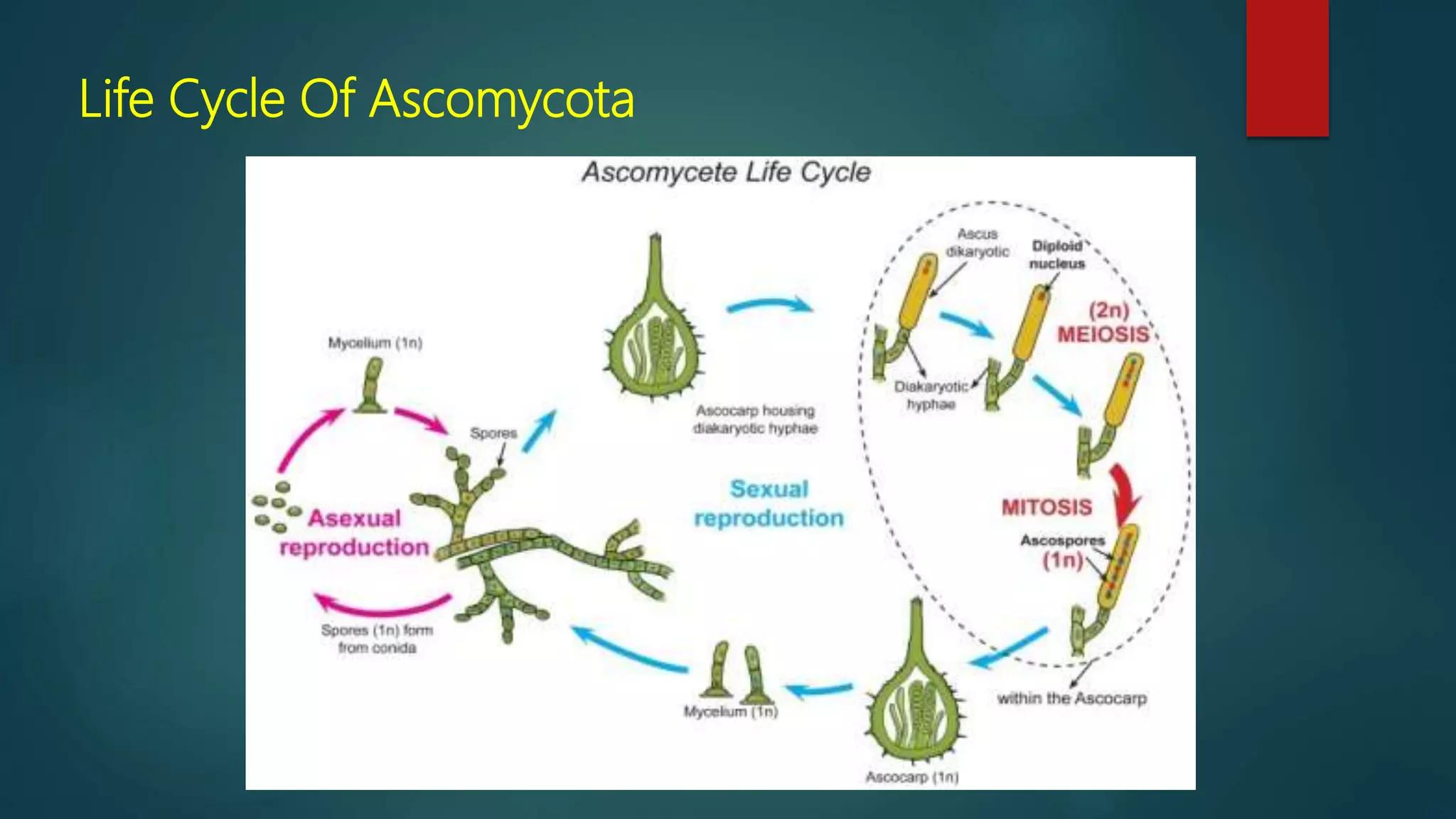 Classification of fungi | PPT