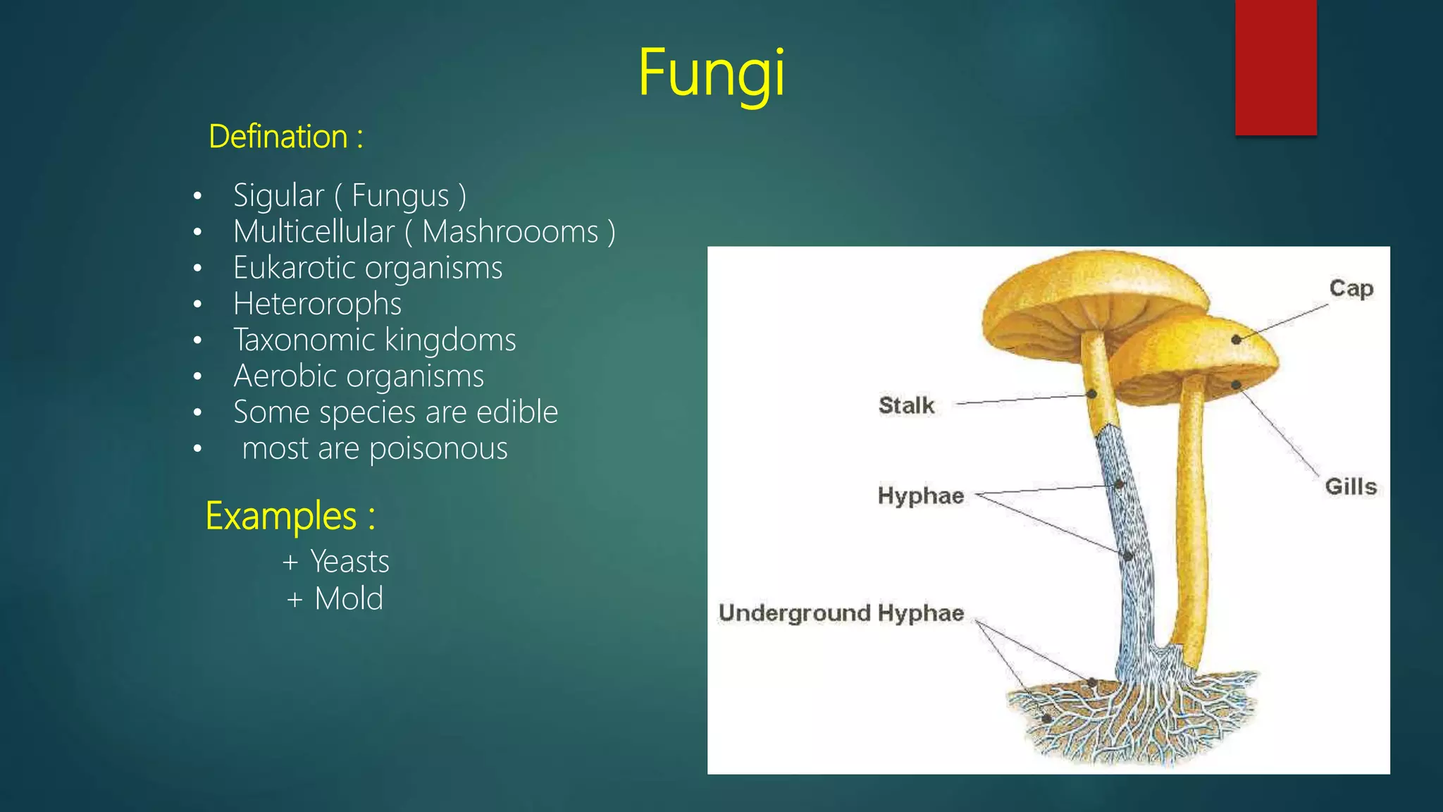 Classification of fungi | PPT